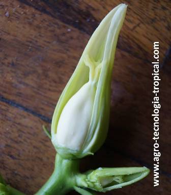 El sexo en lechosas implicaciones forma de frutos y producción