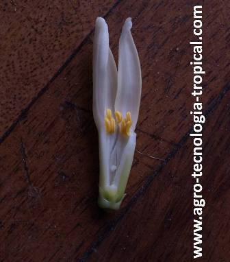 El sexo en lechosas implicaciones forma de frutos y producción