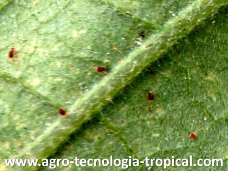 Acaros Afectan Cultivos Tropicales, Manejo Integrado de Acaros