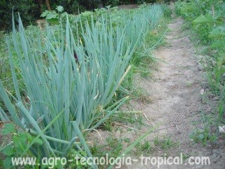 7Cebollín