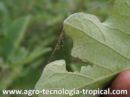 Acaros Afectan Cultivos Tropicales, Manejo Integrado de Acaros