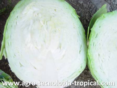 El Cultivo del Repollo Rechicken en Zonas Tropicales