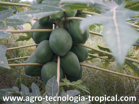 El sexo en lechosas implicaciones forma de frutos y producción