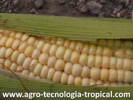 El Cultivo del Maíz para Jojoto