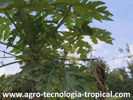 El sexo en lechosas implicaciones forma de frutos y producción