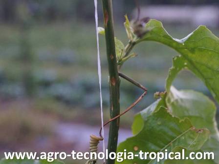 La Antracnosis Grave Enfermedad en Frutas Tropicales