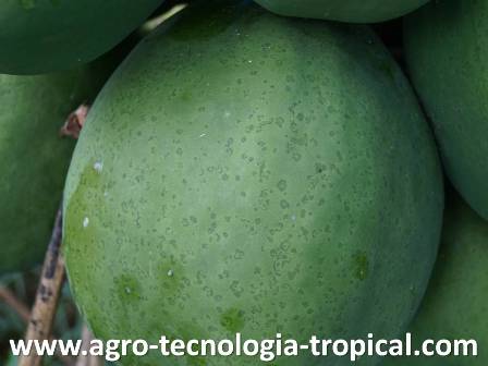 Cultivo de lechosas o papayas