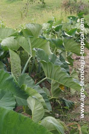 El Conuco Como Estrategia de Producción Agrícola en el Siglo XXI