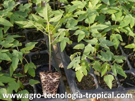 Cultivo de lechosas o papayas