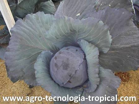 El Cultivo del Repollo Rechicken en Zonas Tropicales