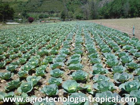 El Cultivo del Repollo Rechicken en Zonas Tropicales